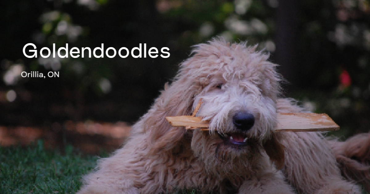 Goldendoodles in Orillia